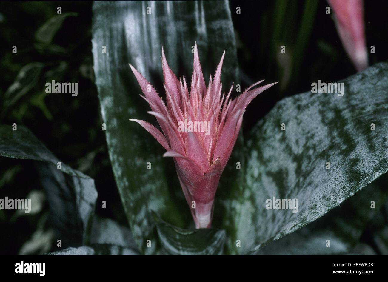 Silver vase aechmea fasciata hi-res stock photography and images - Alamy