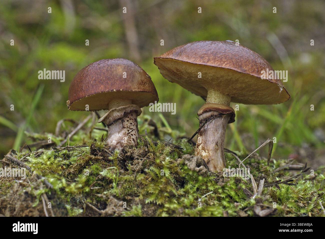 Butter boletus (Suillus luteus Stock Photo - Alamy