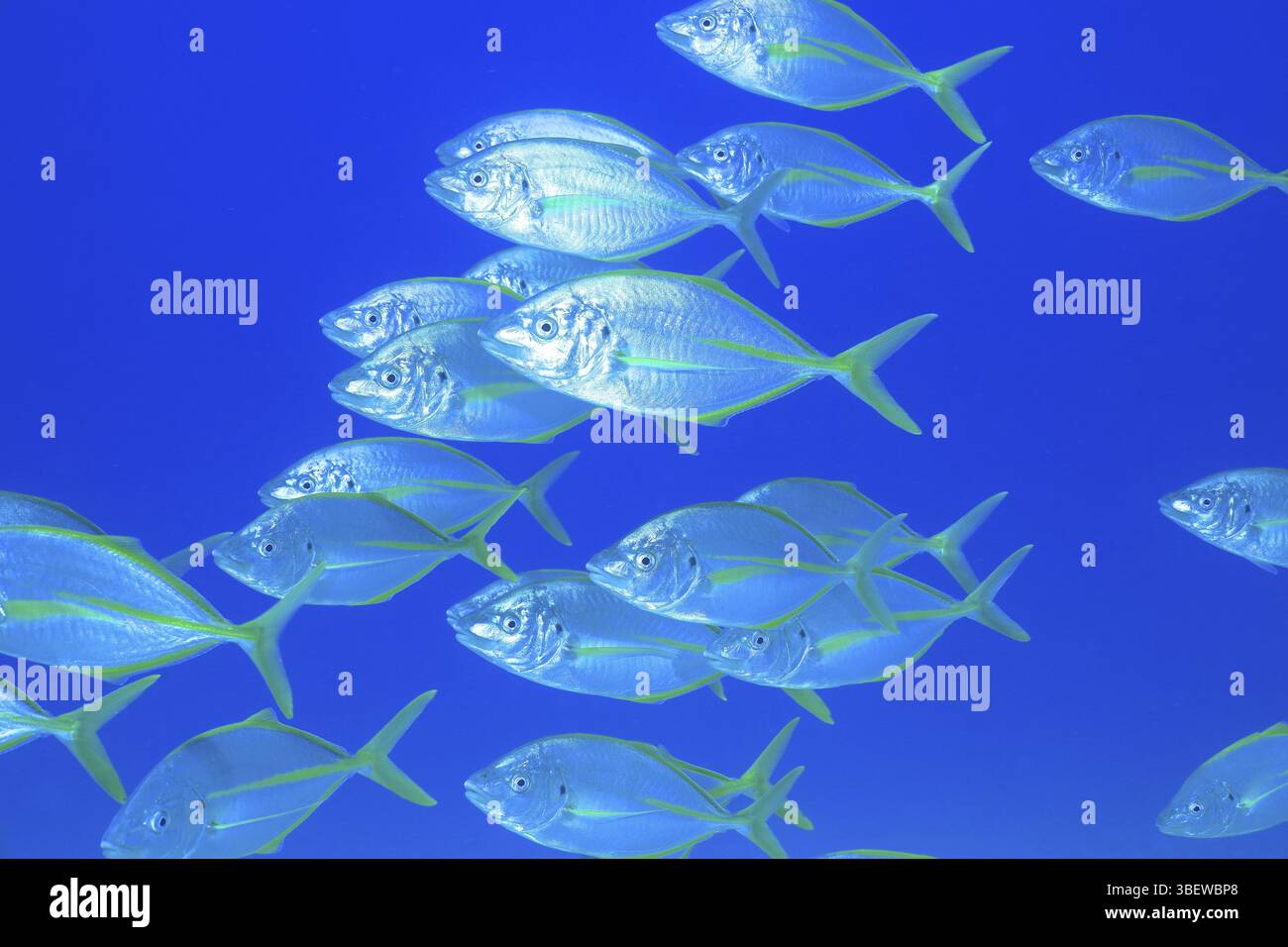 Yellowfin trevally (Pseudocaranx dentex Stock Photo - Alamy