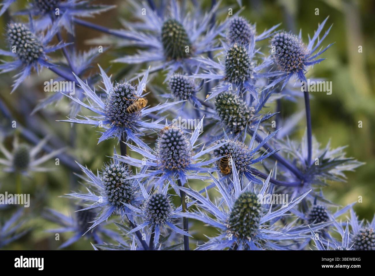 Eryngium EDELDISTEL MANNSTREU (eryngium Stock Photo - Alamy