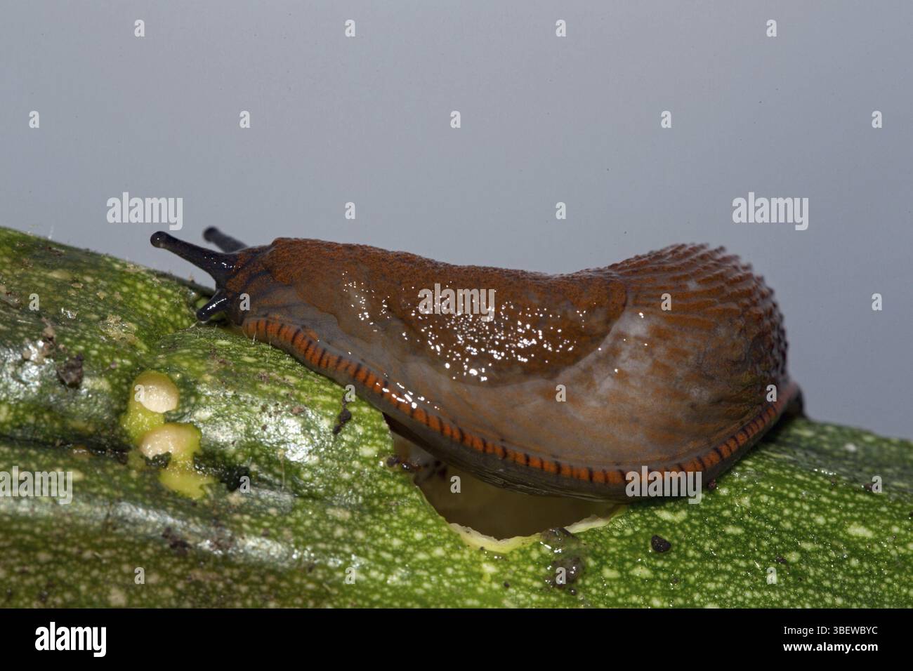 Slug red arion rufus hi-res stock photography and images - Alamy