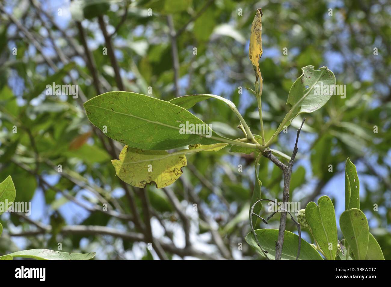 Button mangrove (Conocarpus erectus Stock Photo - Alamy