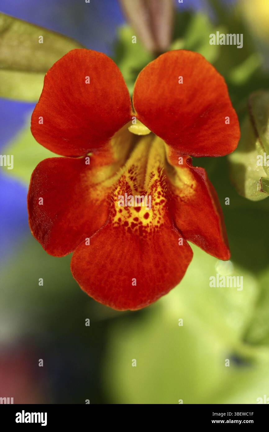 Mimulus monkey flower red hi-res stock photography and images - Alamy