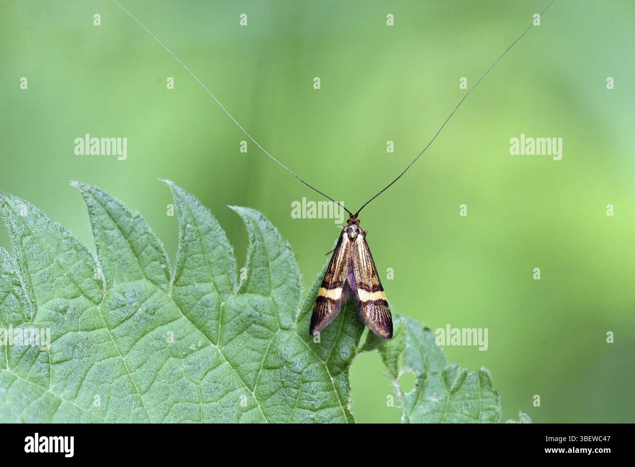 Long-horned moth, male (Nmophora degeerella Stock Photo - Alamy
