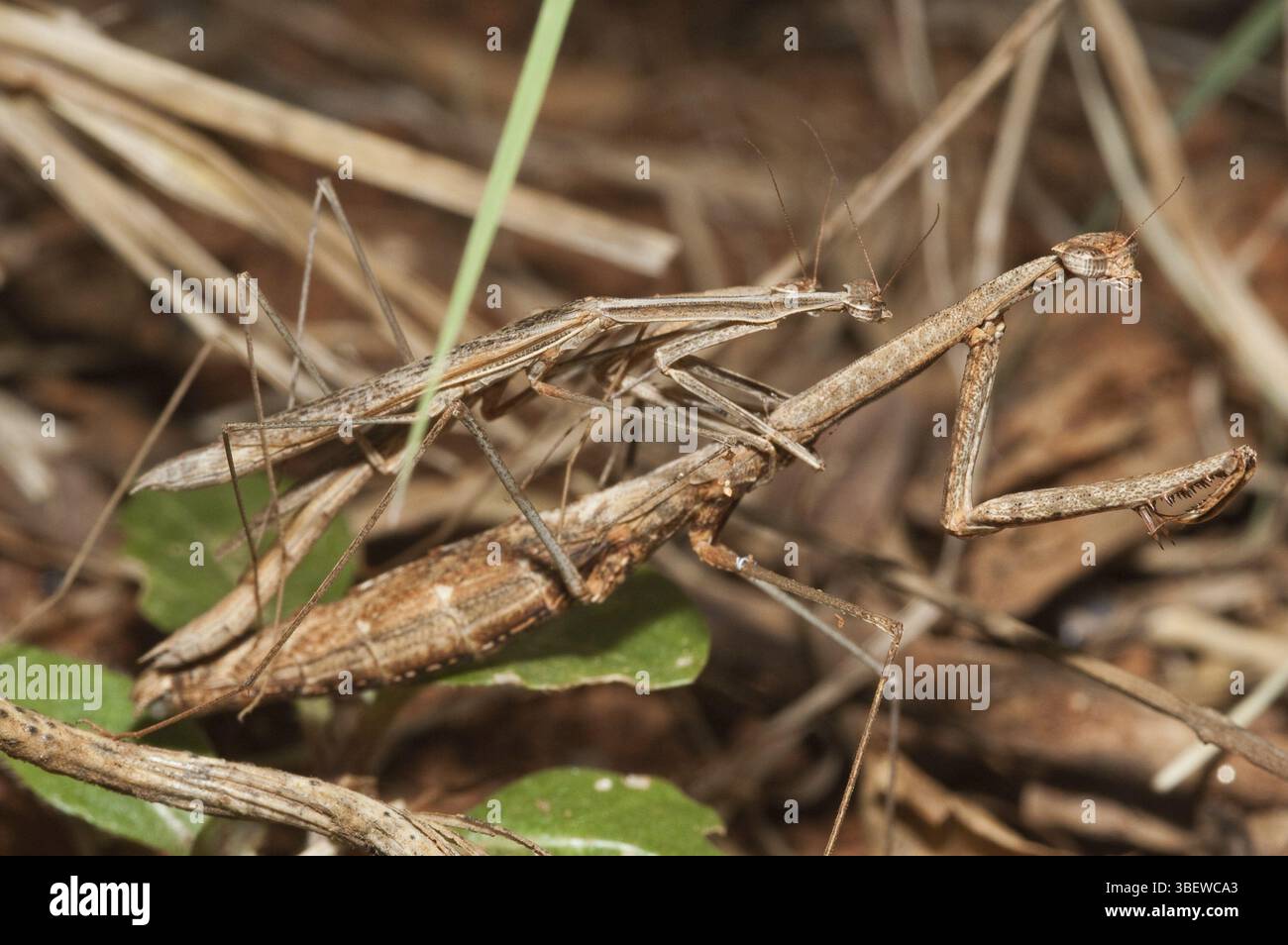 Mating Grass Mantis (Haplocorypha Stock Photo - Alamy