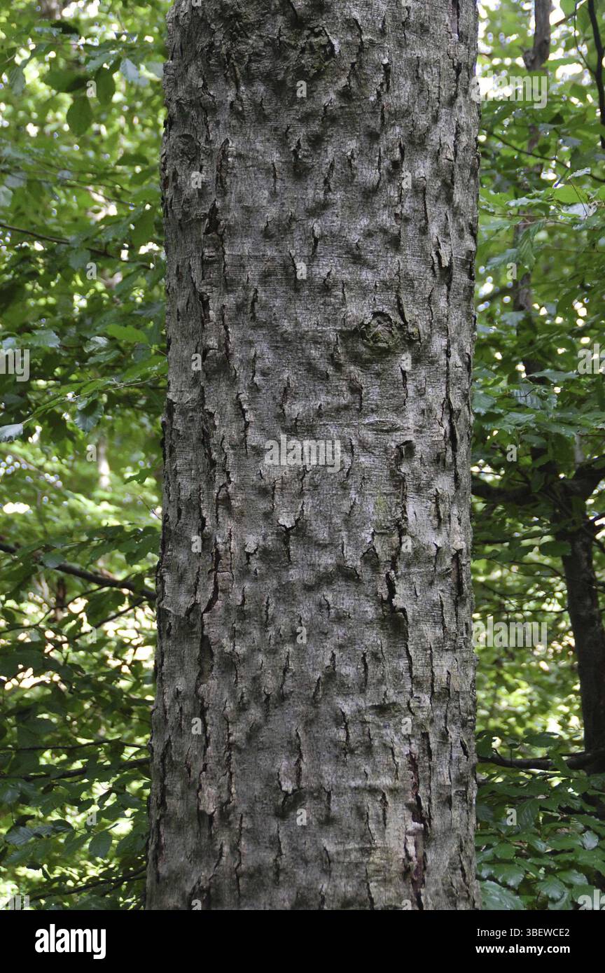 European beech with overwhelming bark beetle infestation (Taphrorhychus ...