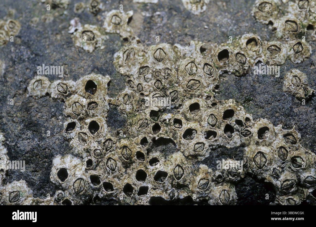 Barnacle balanidae hi-res stock photography and images - Alamy