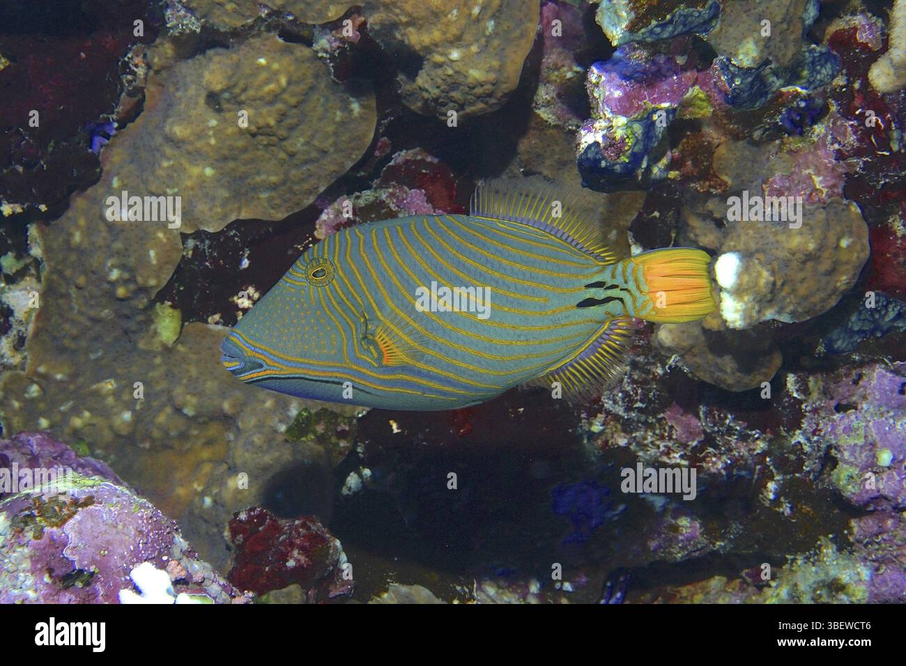 Orange-striped triggerfish (Balistapus undulatus Stock Photo - Alamy