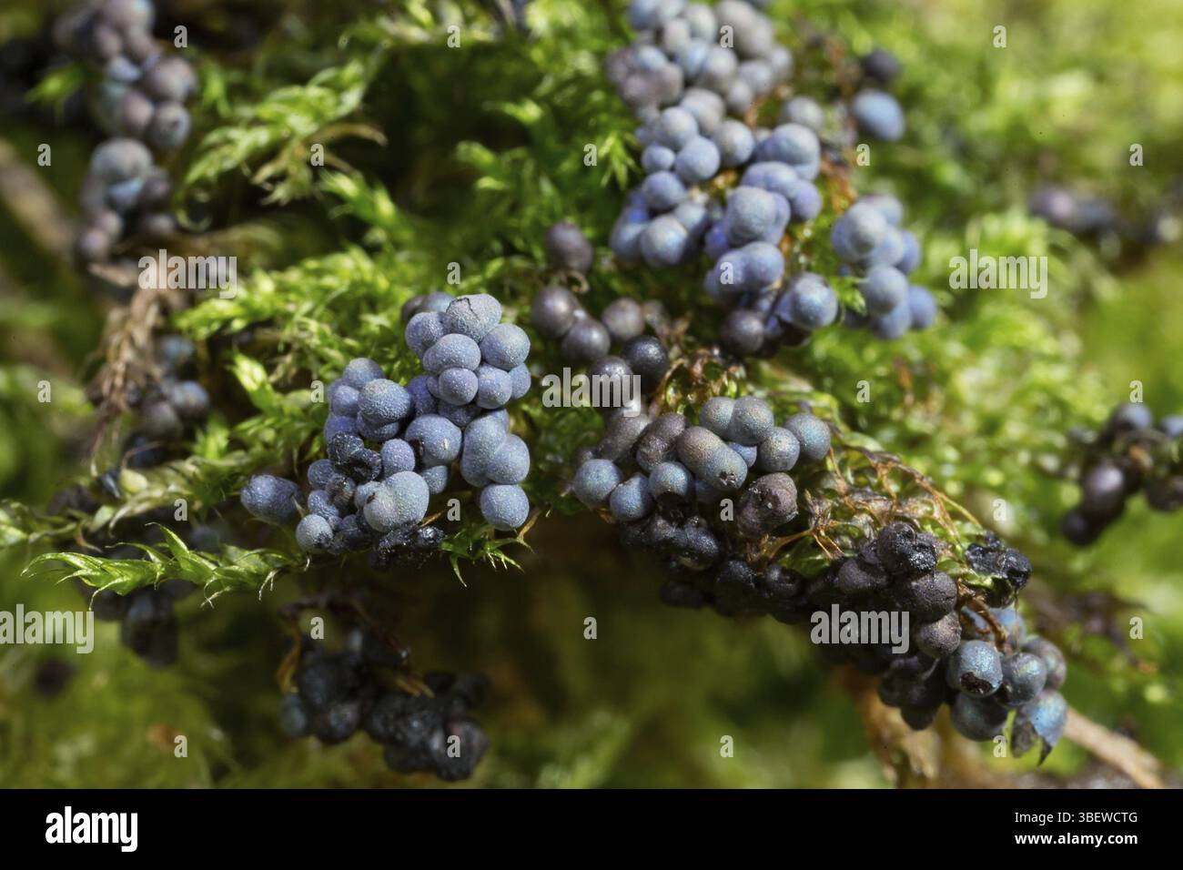 Filamentous slime mould (Badhamia utricularis Stock Photo - Alamy