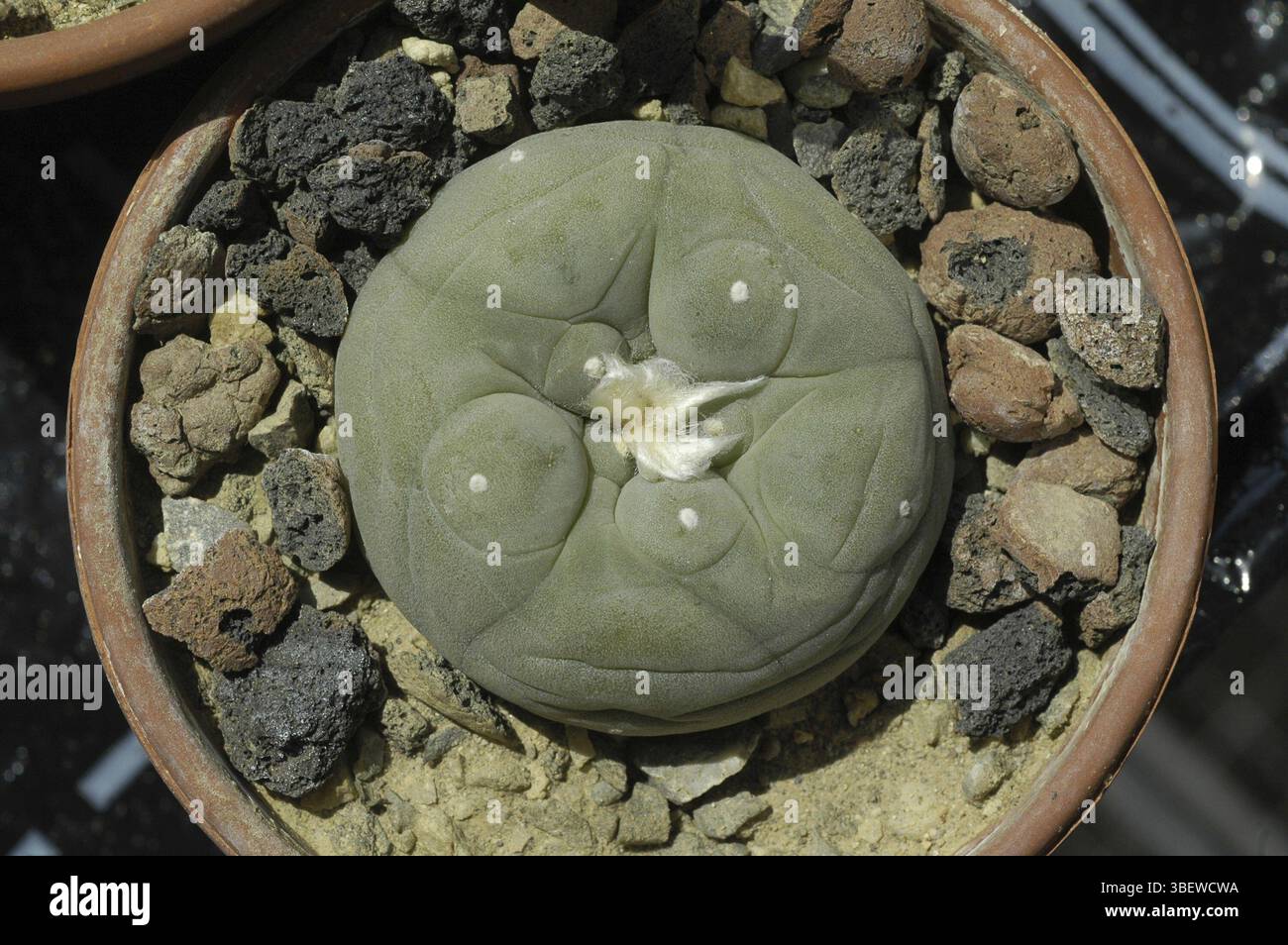 Cactus lophophora williamsii hi-res stock photography and images - Alamy