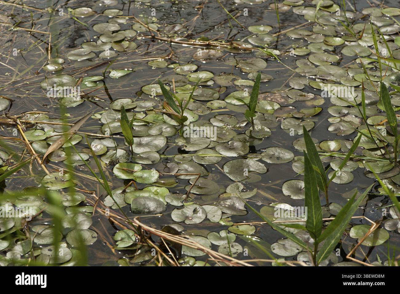 Common frogbit (Hydrocharis morsus-ranae Stock Photo - Alamy