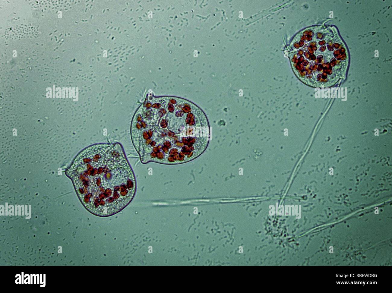Peritricha hi-res stock photography and images - Alamy