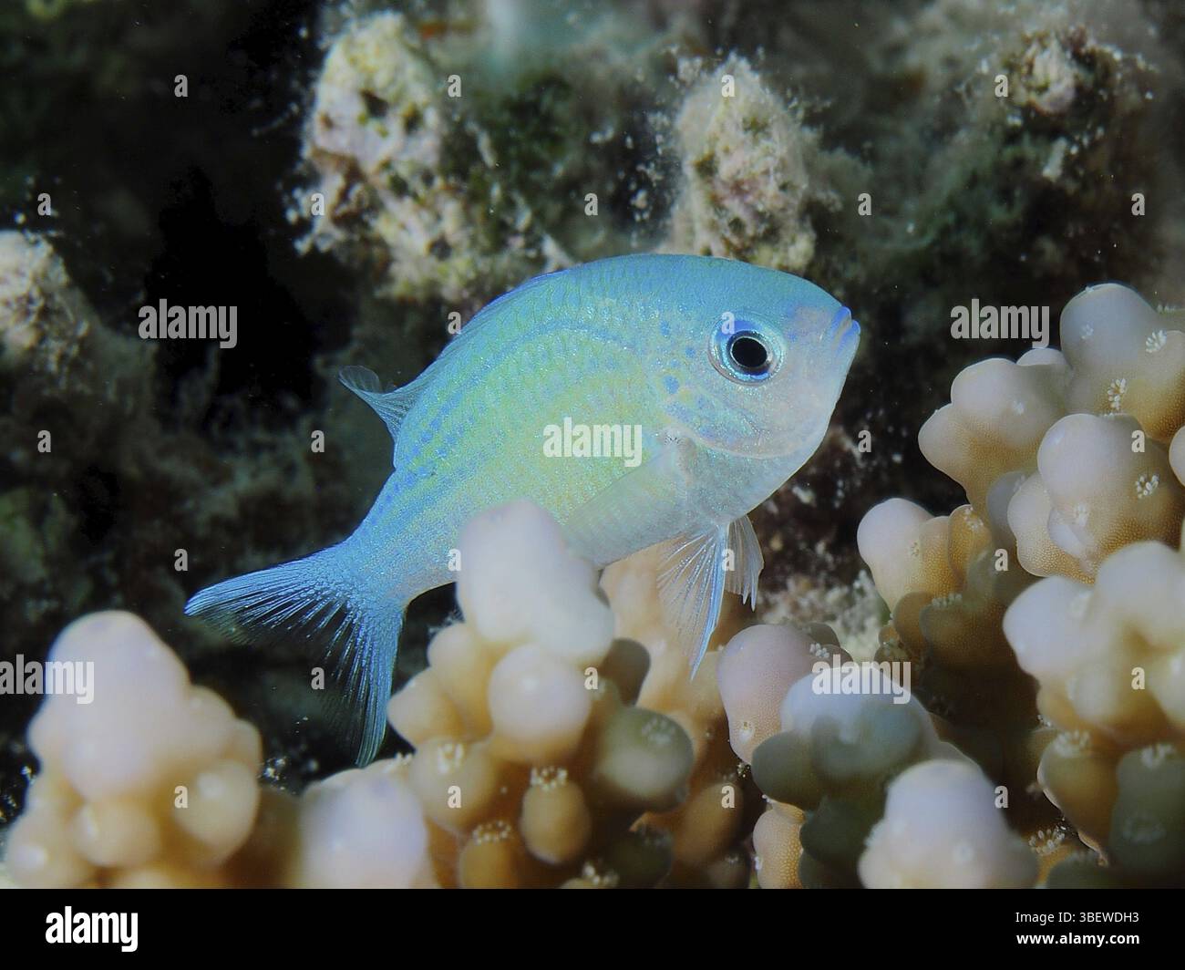 Green Chromis (Chromis viridis Stock Photo - Alamy