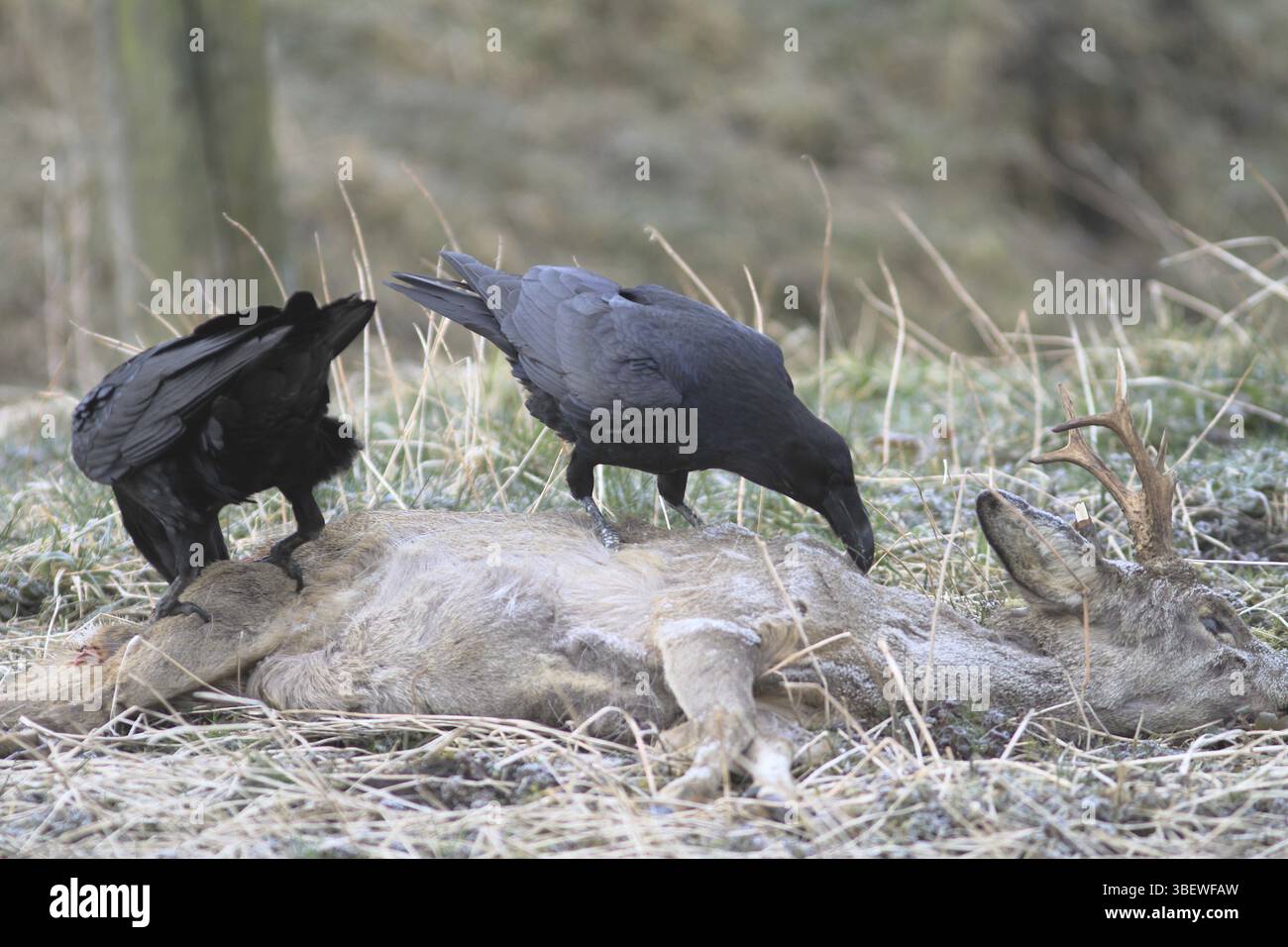 Raven bird scavenger hi-res stock photography and images - Alamy