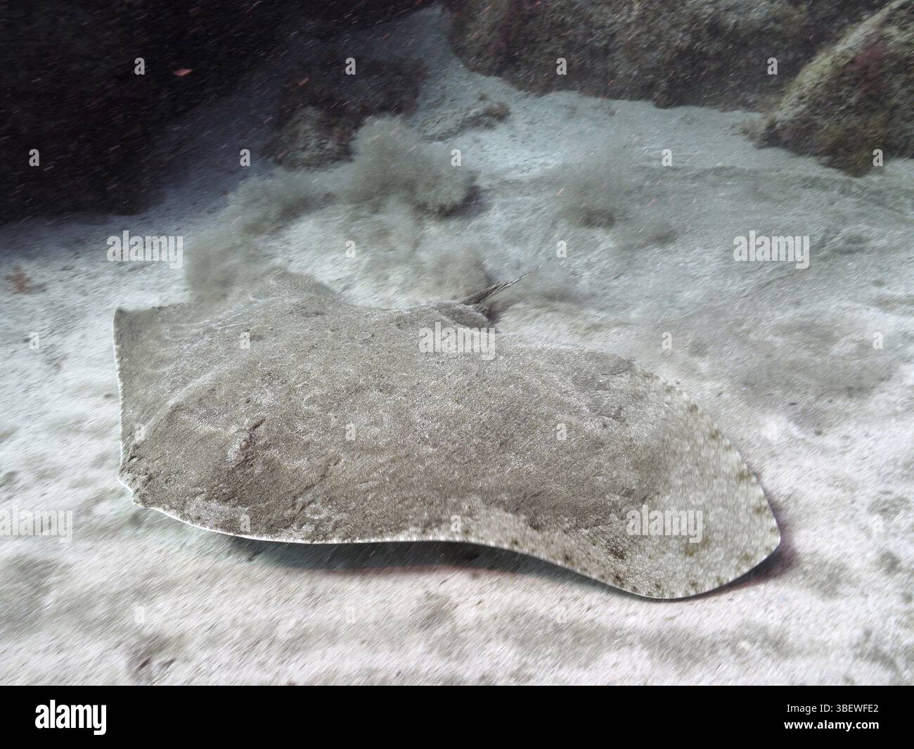 Butterfly ray (Gymnura altavela Stock Photo - Alamy