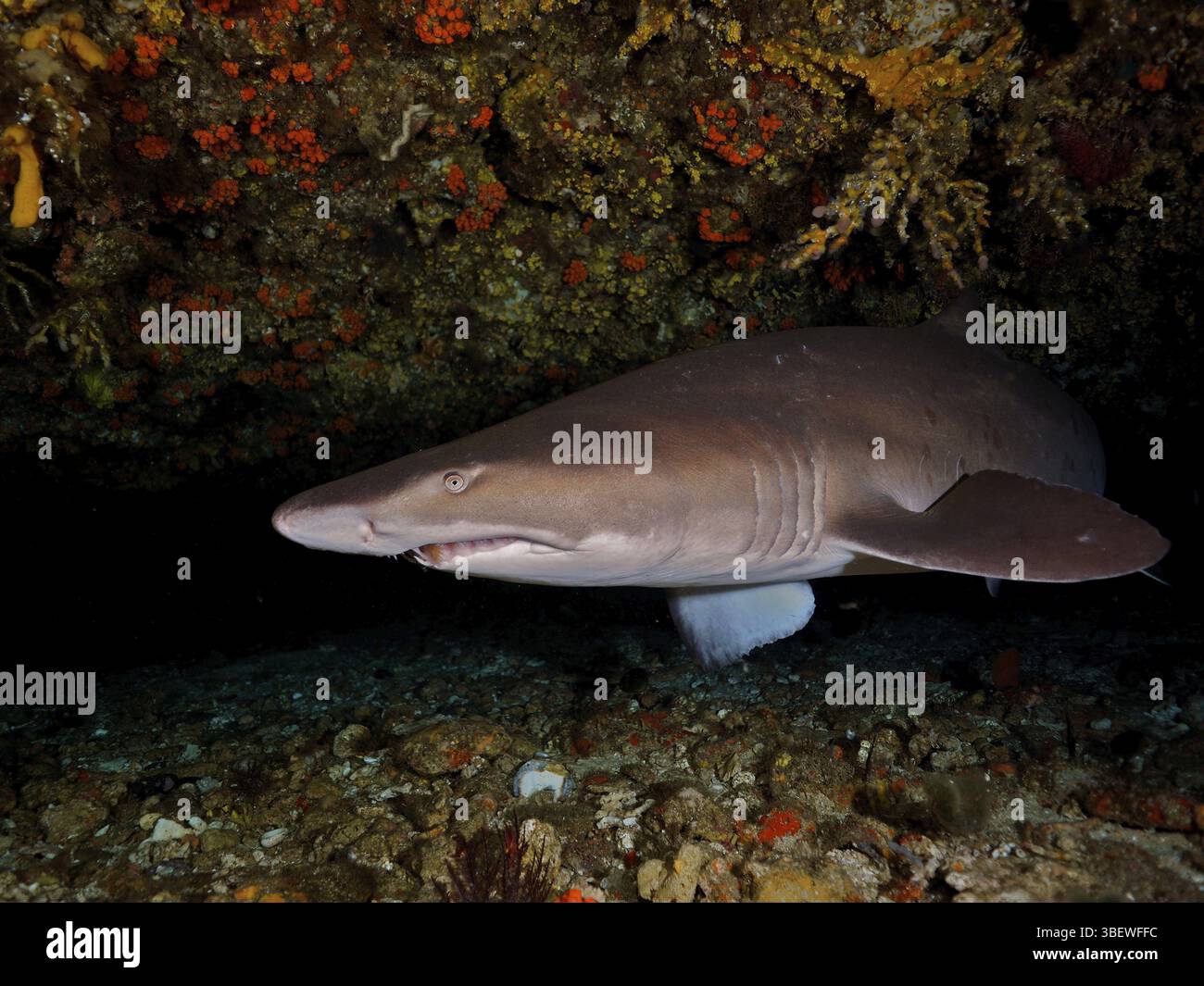 Sand tiger shark (Carcharias taurus Stock Photo - Alamy