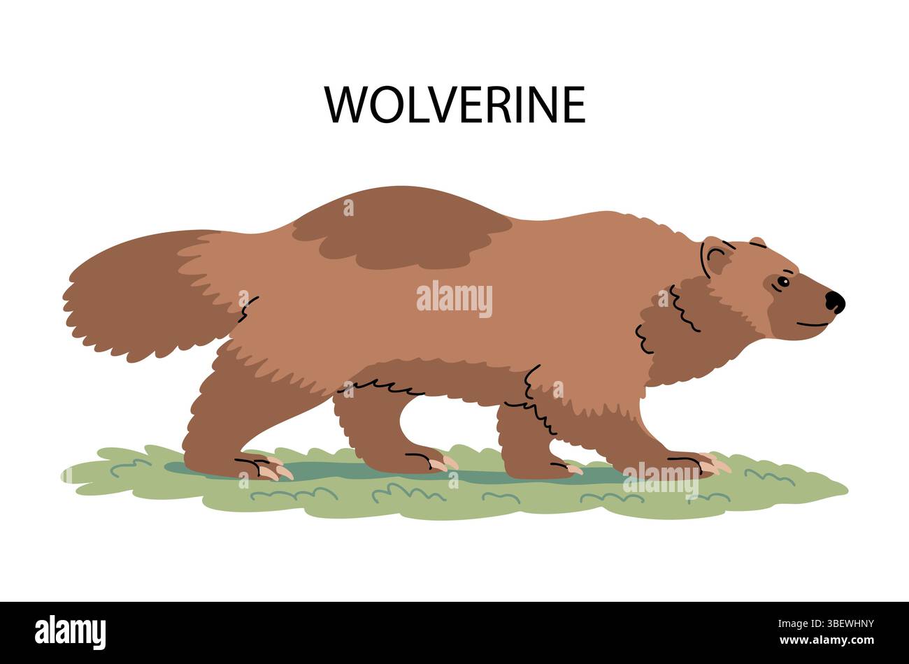 Illustration of a wild animal wolverine Stock Vector Image & Art - Alamy