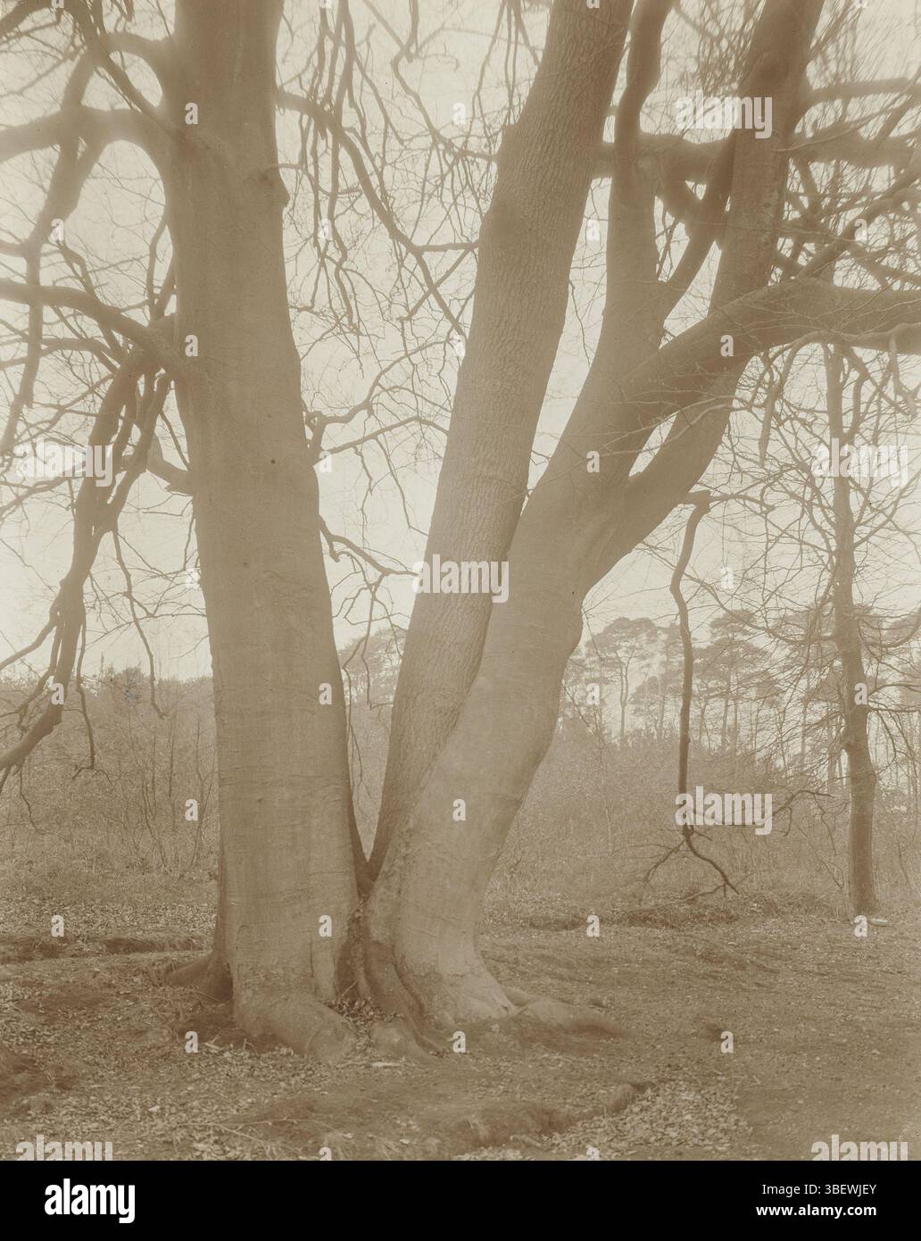 Netherlands, Tepe, Richard, Three trees grown together on estate Heuven ...
