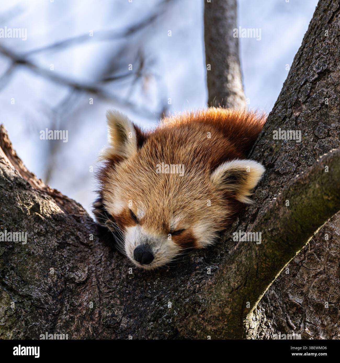 The red panda, Ailurus fulgens, also called the lesser panda and the ...