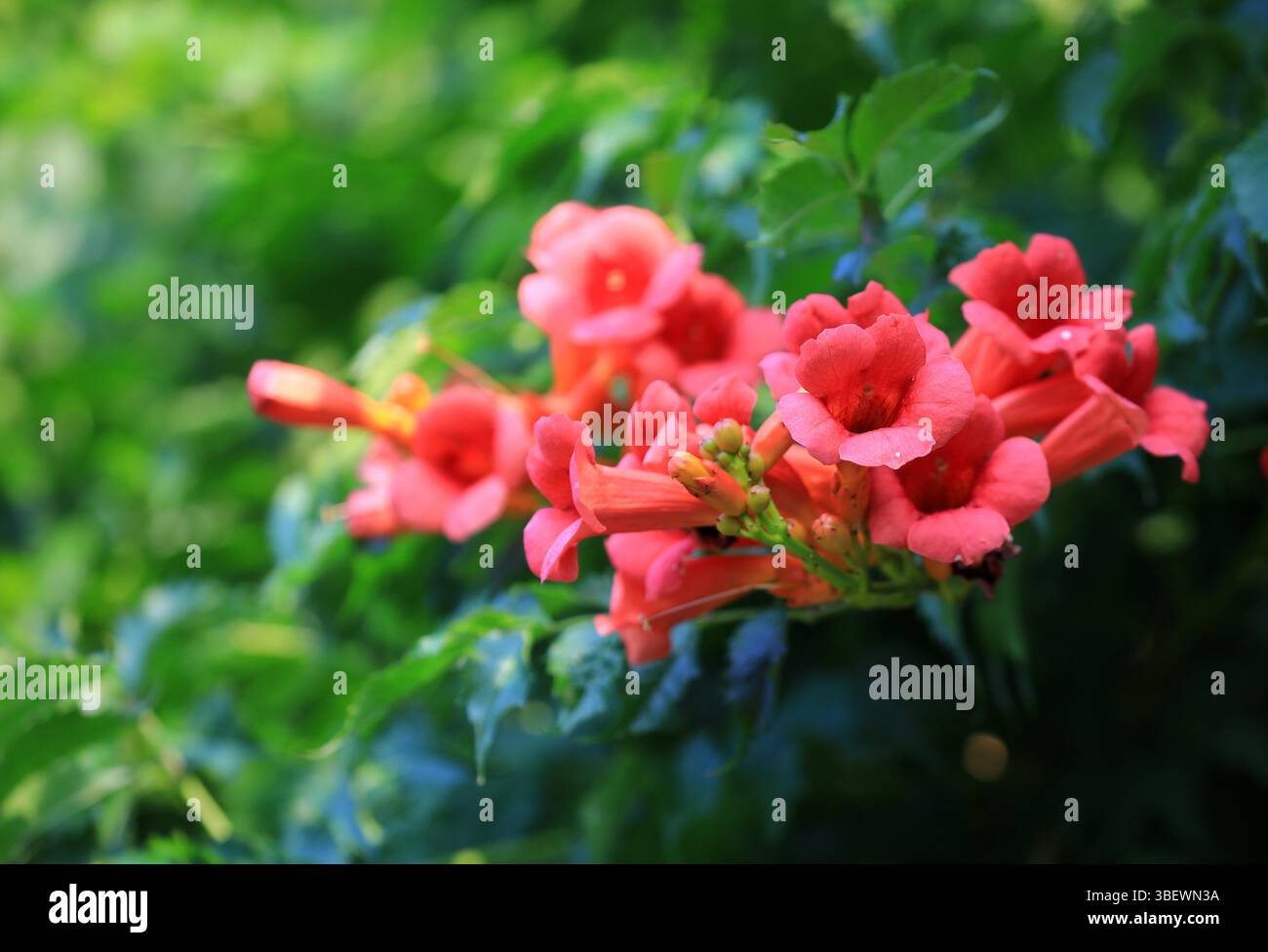 Chinese trumpet vine flowers are in full bloom in Huai'an City, east ...