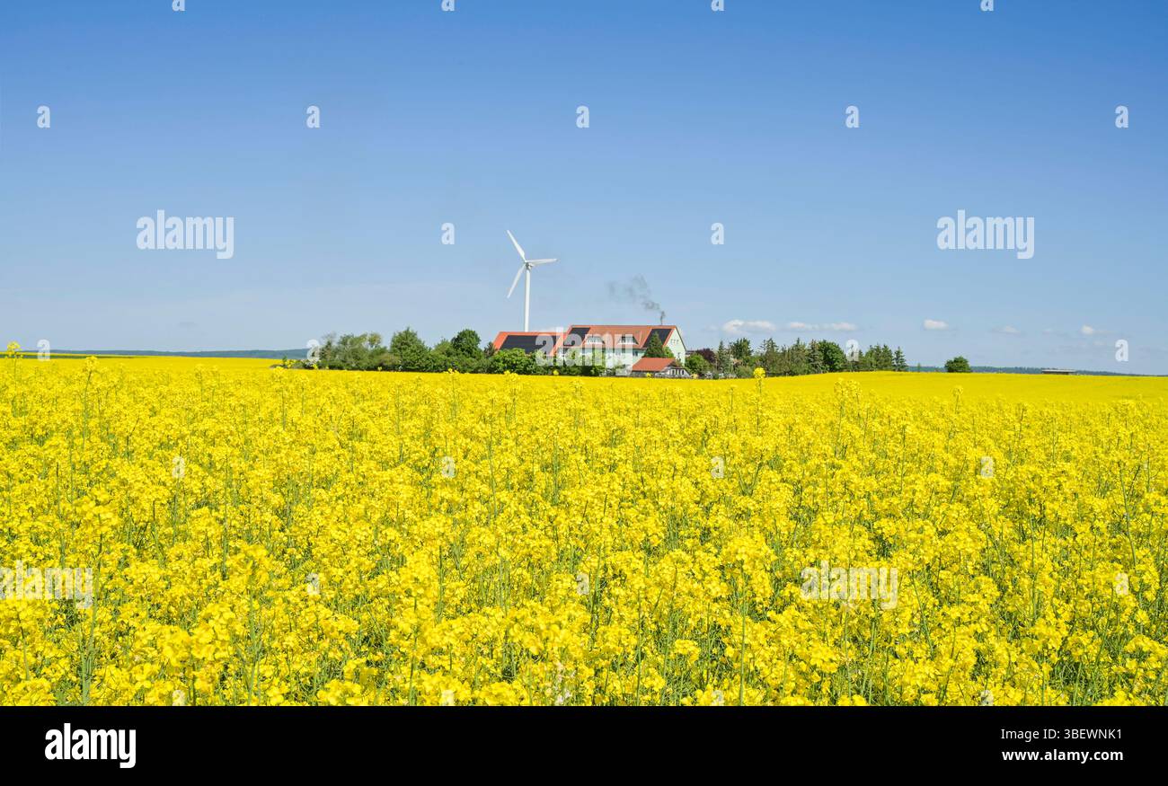 Rapsfeld nahe Halberstadt, Sachsen-Anhalt, Deutschland *** Rapeseed ...