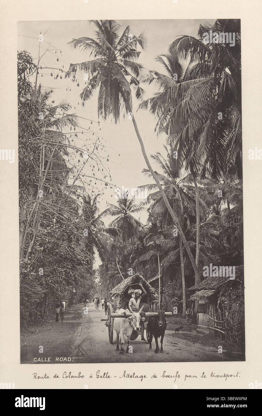 Colombo, Cave, Henry William, Colombo, Galle road, Face on a cart drawn ...