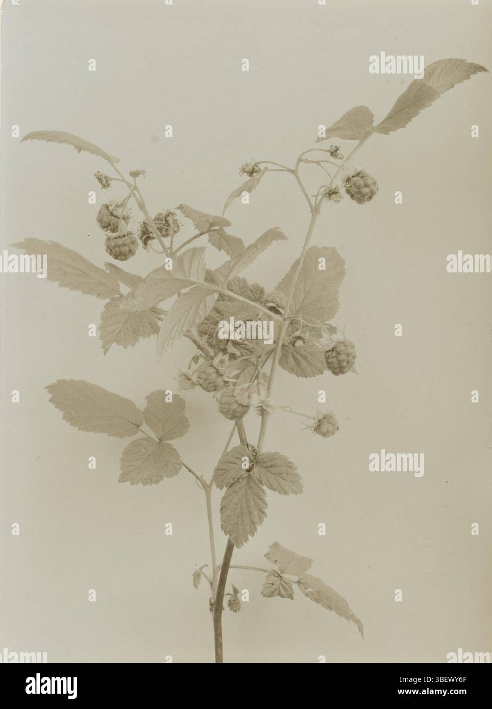 Netherlands, Tepe, Richard, Branch of a fruit-bearing wild raspberry ...