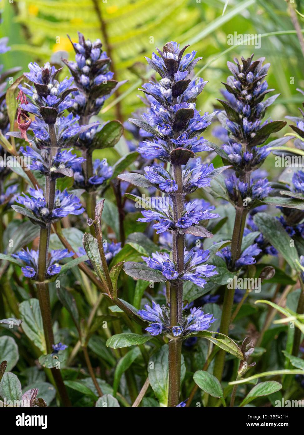 A group of flower spikes of the popular ground cover perennial Ajuga ...
