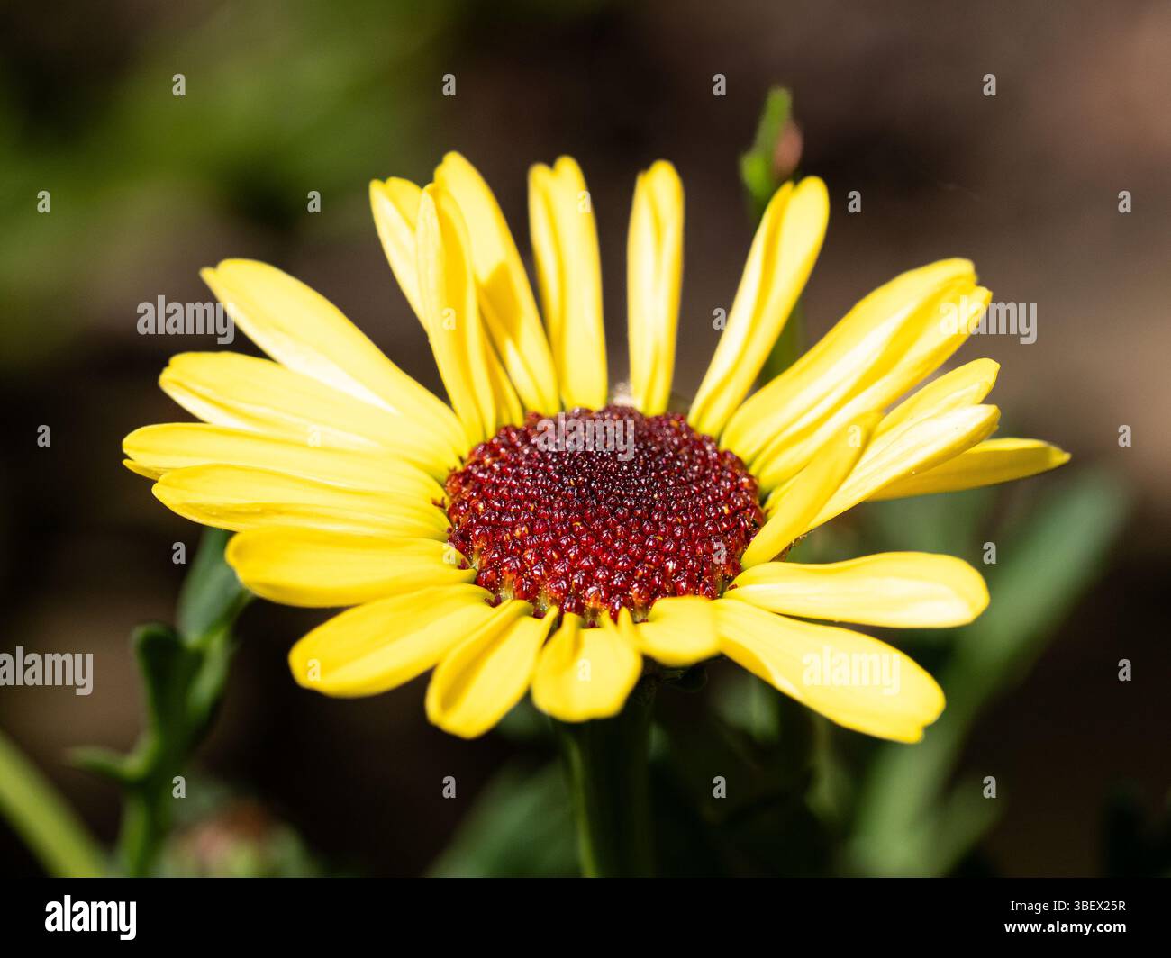 A single bright yellow daisy type flower of the popular container plant ...