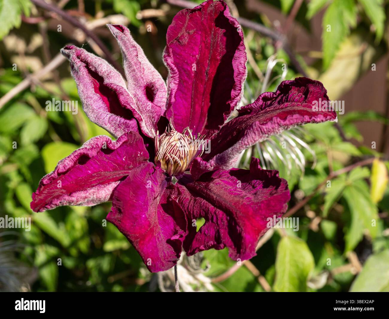 Deep wine red clematis flowers hi-res stock photography and images - Alamy