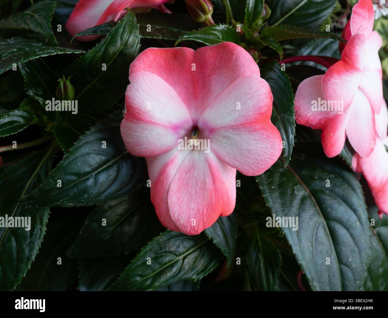 Close up impatiens hawkeri hi-res stock photography and images - Alamy
