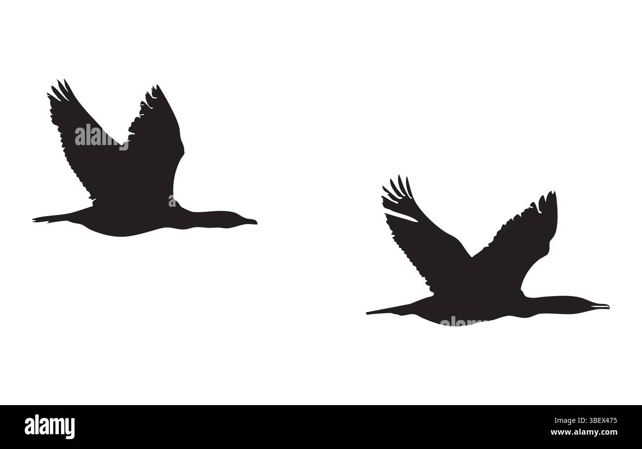 Two birds in silhouette fly against a stark white background, their ...