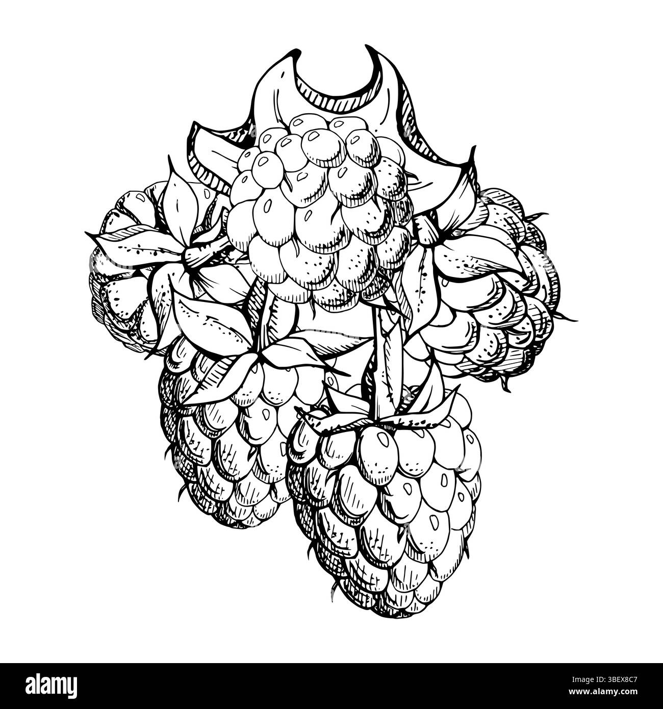 Wild raspberry in forest Stock Vector Images - Alamy