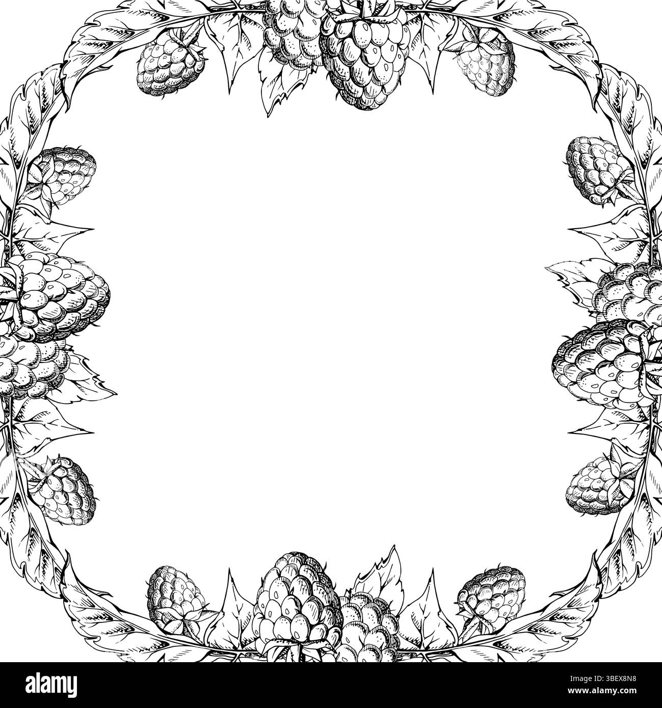 Loganberry plant garden Stock Vector Images - Alamy