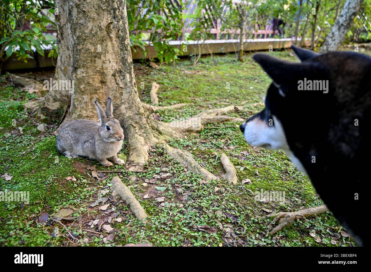 Shiba-inu dog curiously sniffing wild rabbit beneath shady tree on ...