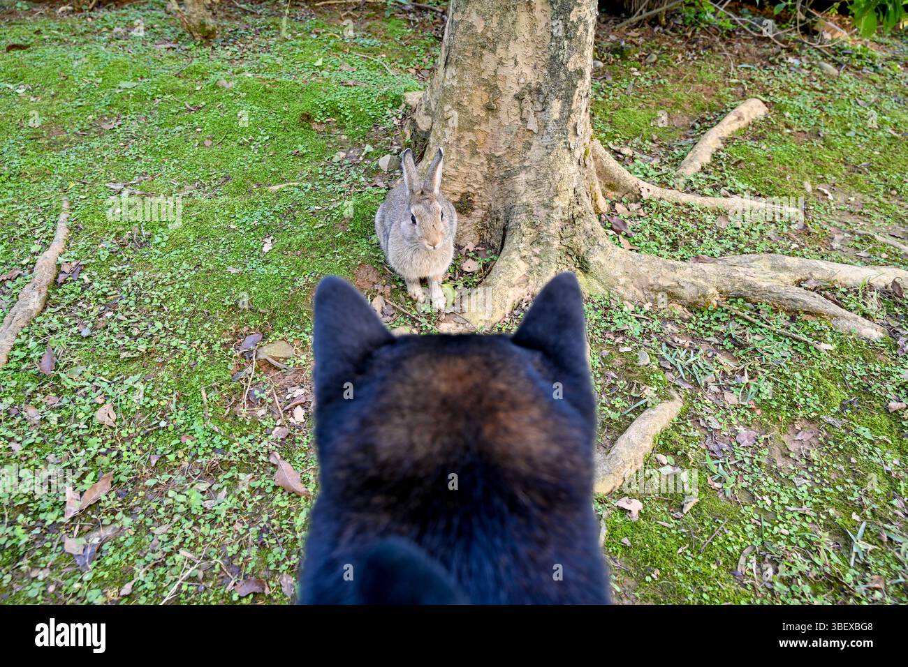 Shiba-inu dog curiously sniffing wild rabbit beneath shady tree on ...
