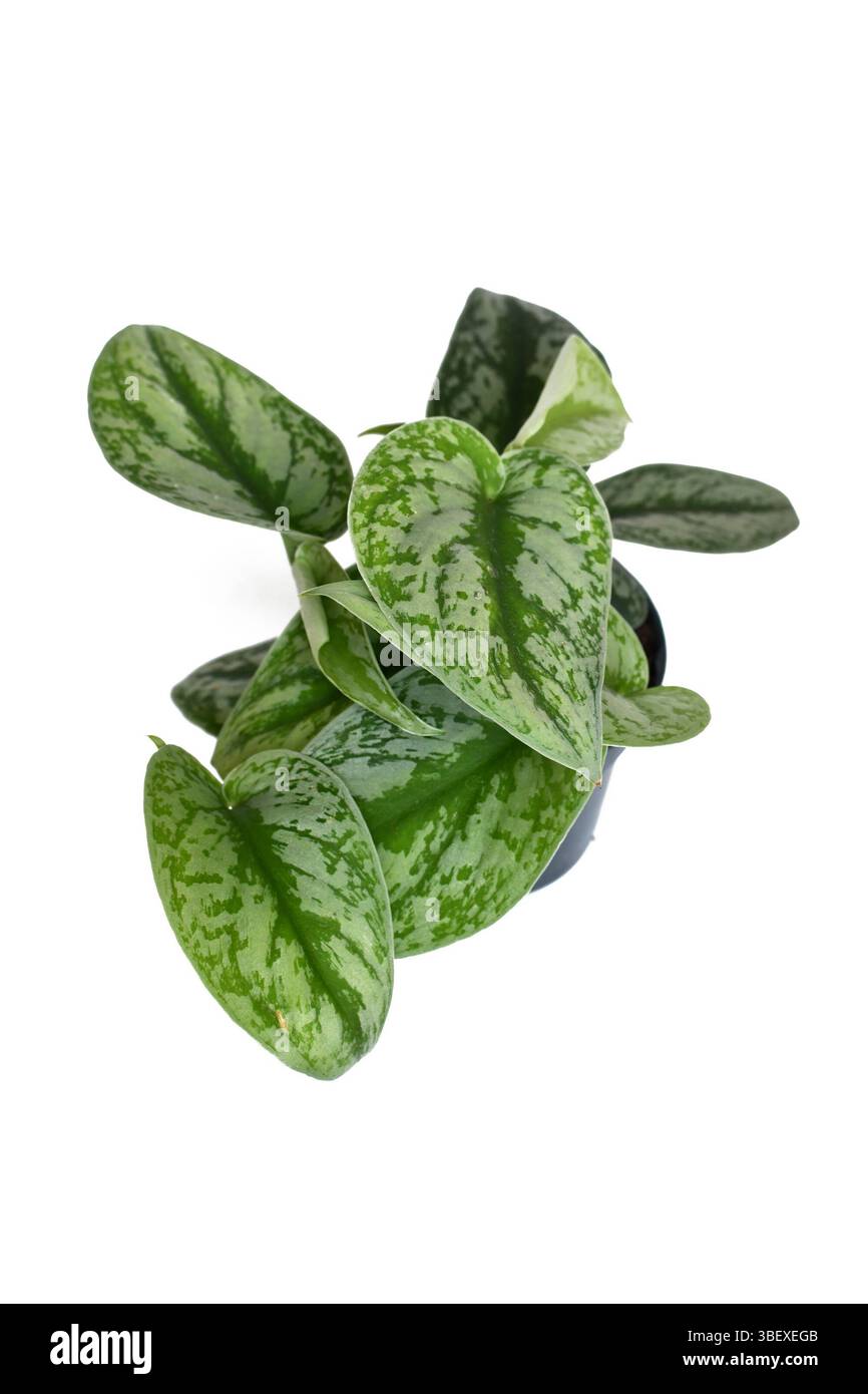 Exotic houseplant called 'Scindapsus Pictus Exotica' or 'Satin Pothos ...