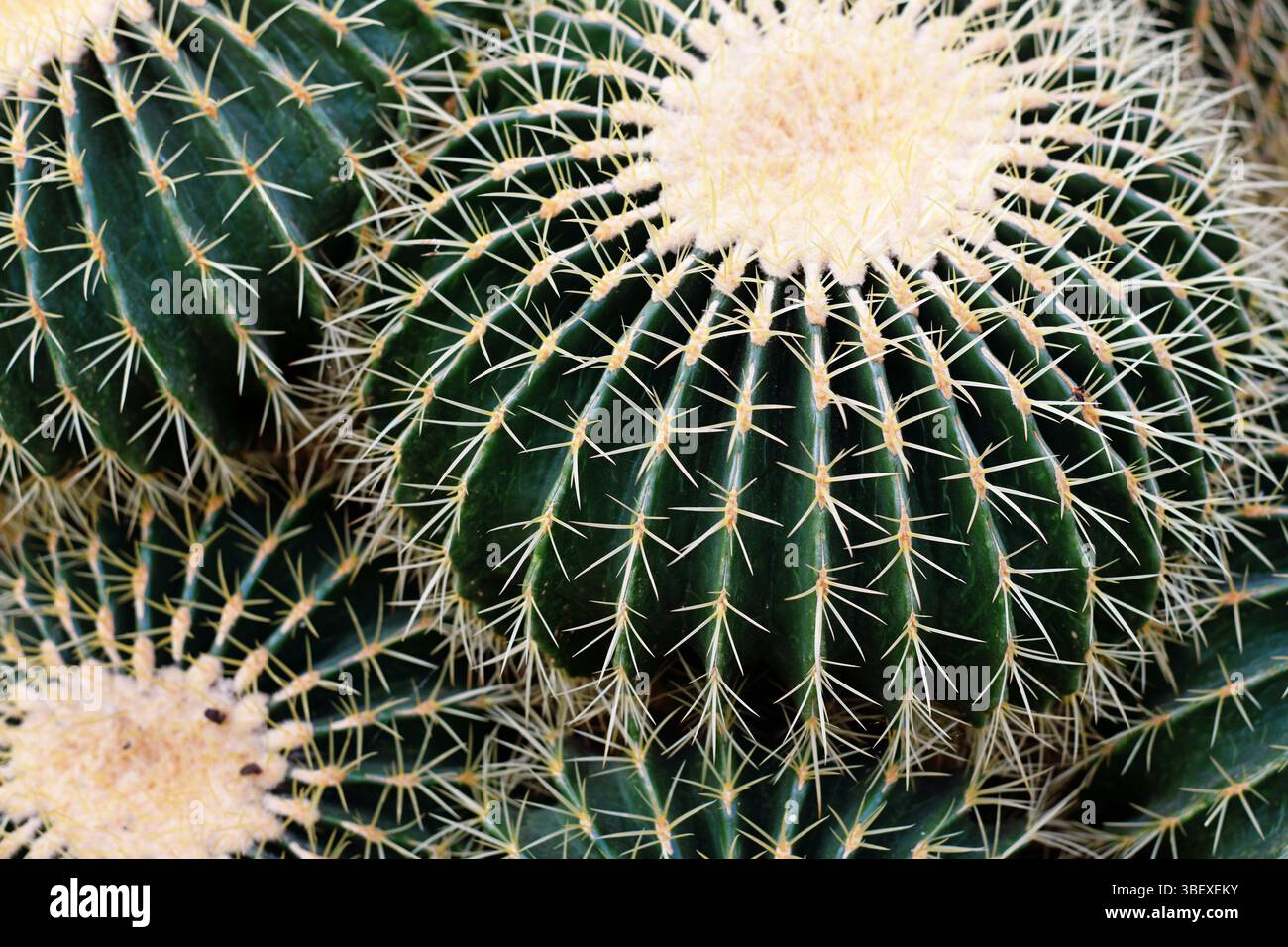 Close up of large 'Echinocactus Platyacanthus' giant barrel cacti with ...