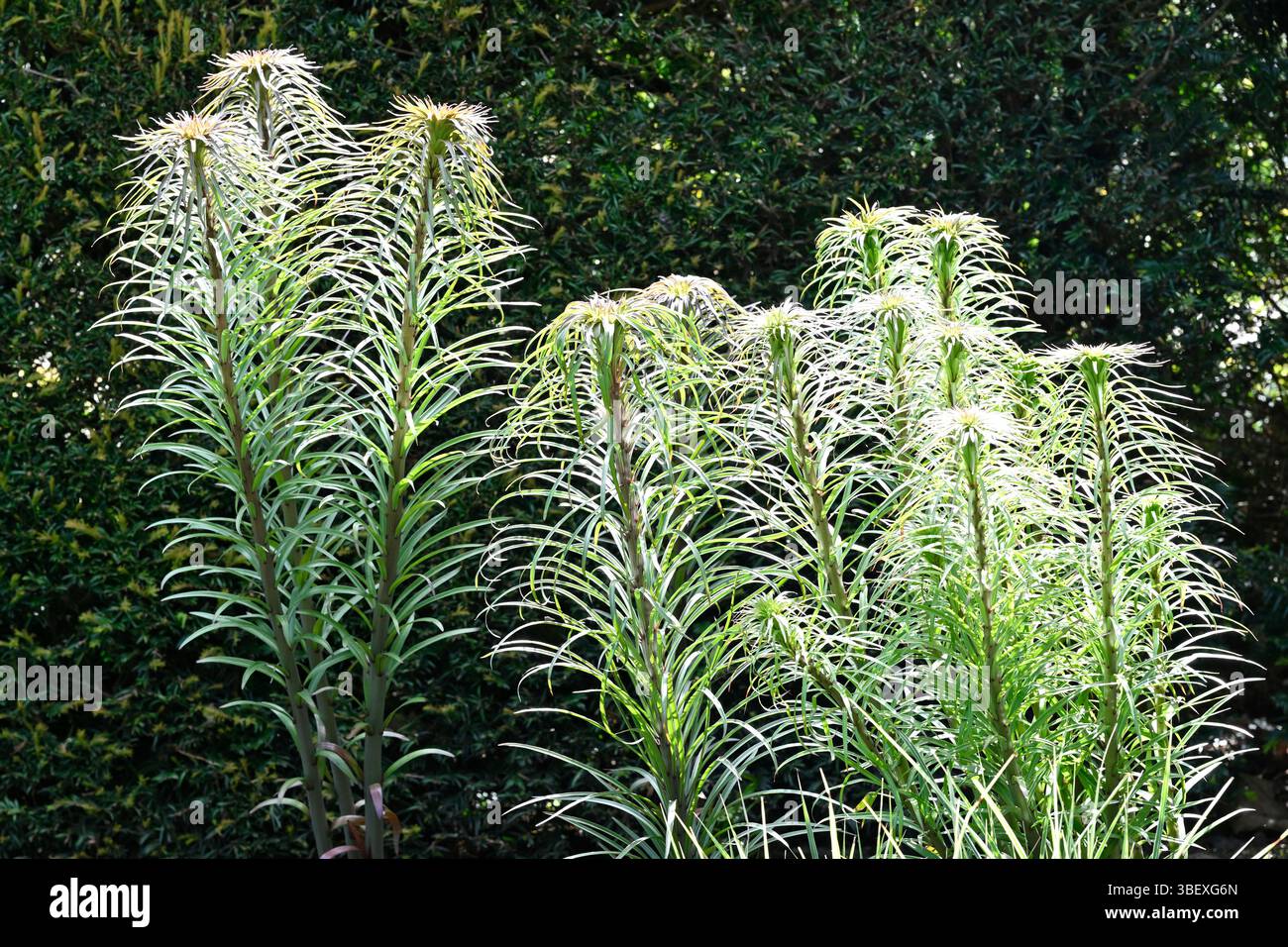 Feathery lily foliage backlit against a yew hedge, UK garden May Stock ...