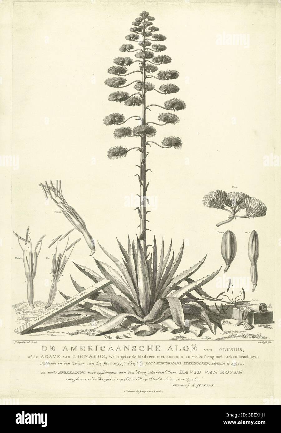 Leiden botanist david van royen hi-res stock photography and images - Alamy