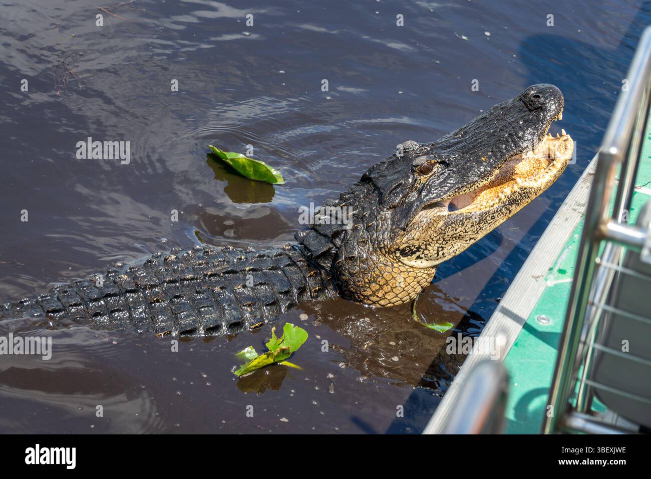 Close up portrait of an alligator with its mouth open showing teeth ...