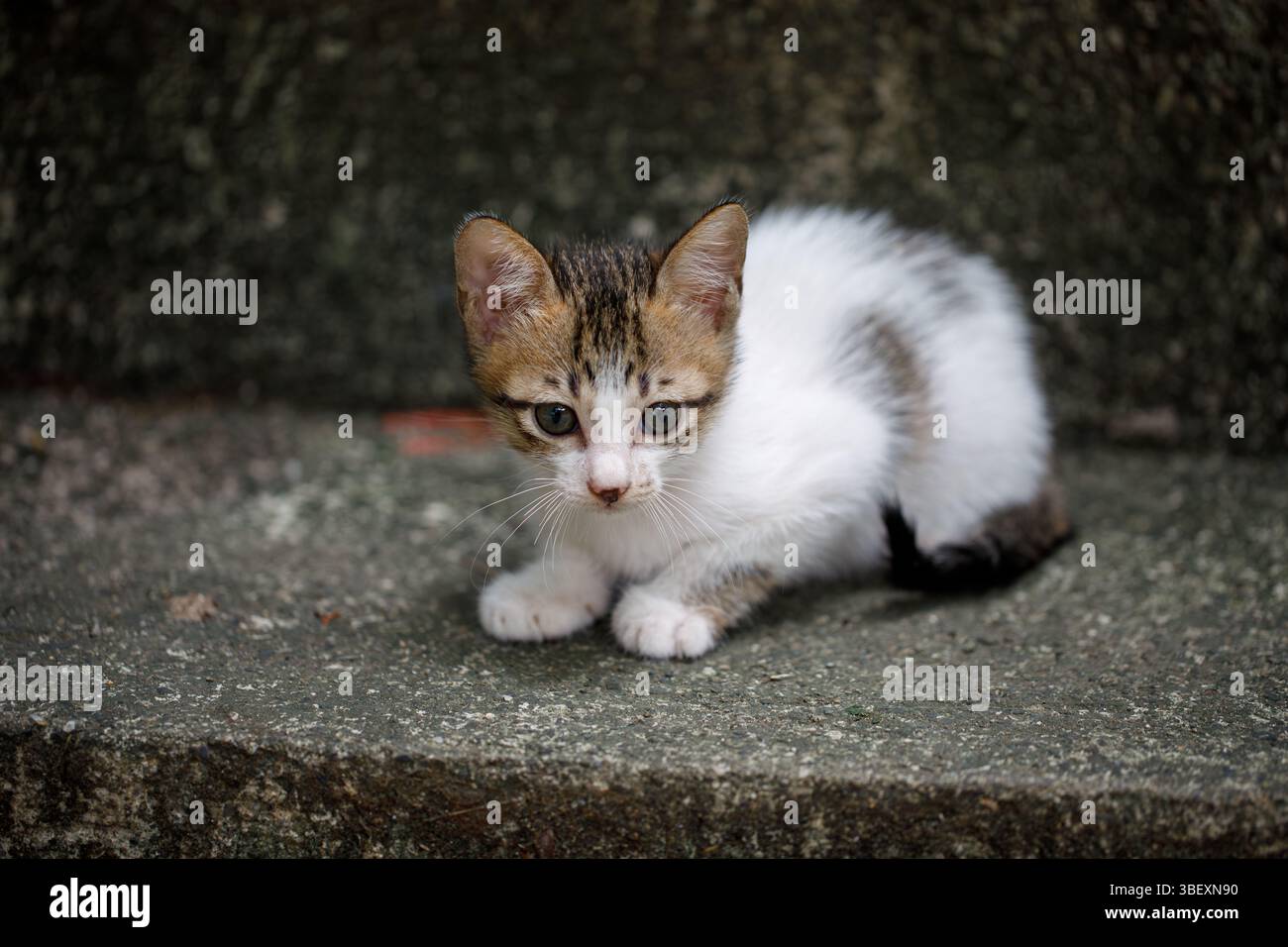 Helping a stray animal hi-res stock photography and images - Alamy