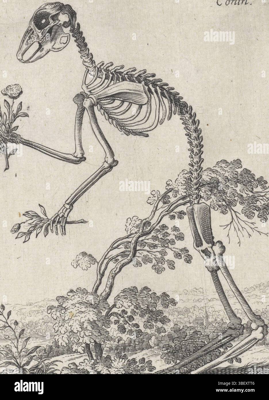 Vivus ut effoffisis latirare cuniculus hi-res stock photography and ...
