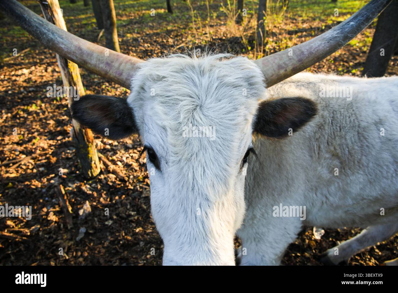 White bull with long curved horns standing in a wooded area, captured ...