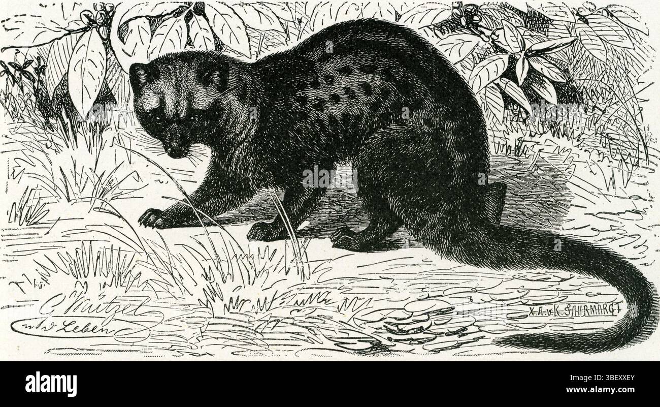 Common Paradoxure or Musang ( Paradoxurus hermaphroditus ) Plantation ...