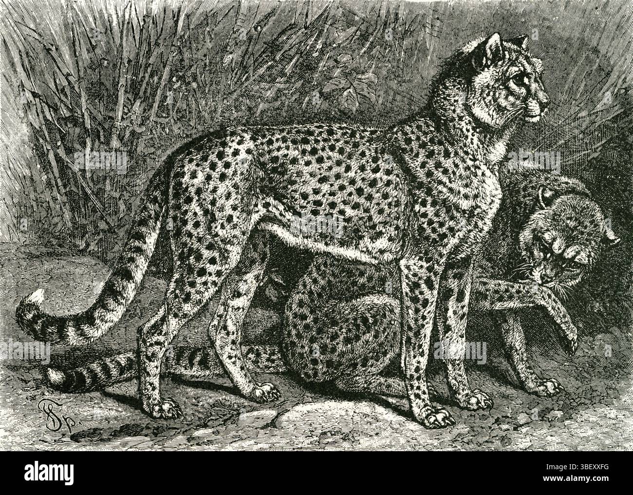 Northeast African cheetah ( Cynailurus guttatus ) Savanna Predator ...