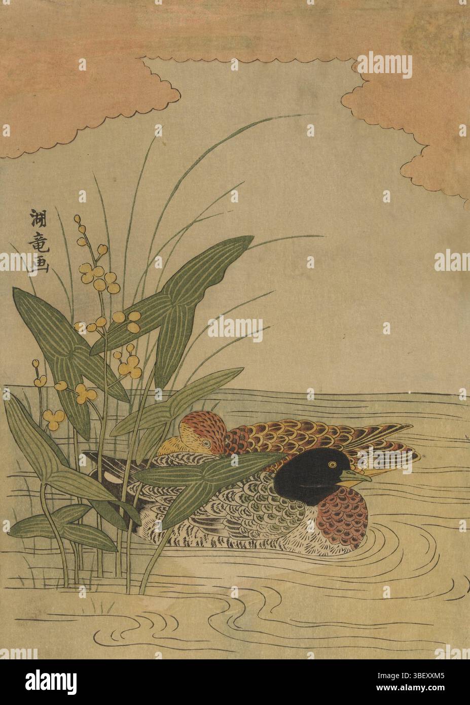 Japan, Kôryûsai, Isoda, Two ducks swimming at yellow flowering ...