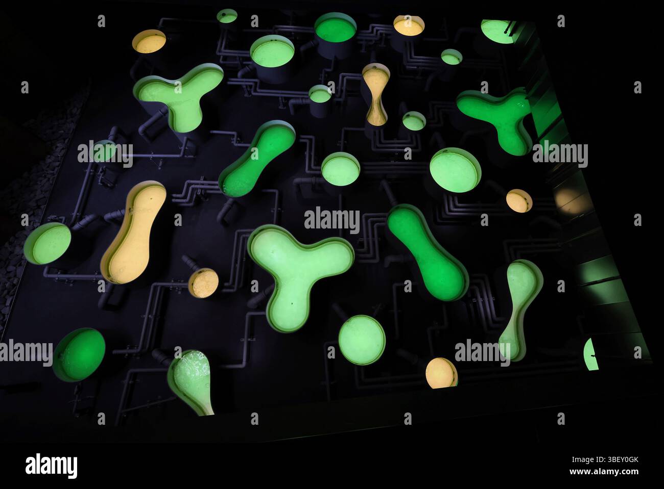 Algae grow in aquariums, which are on display at the Japan Pavilion of ...