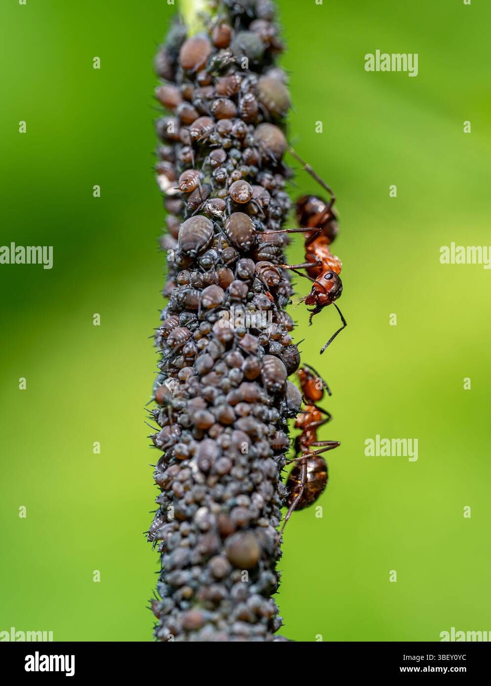 Macro close up of red wood ants (formica rufa) tending to black bean ...