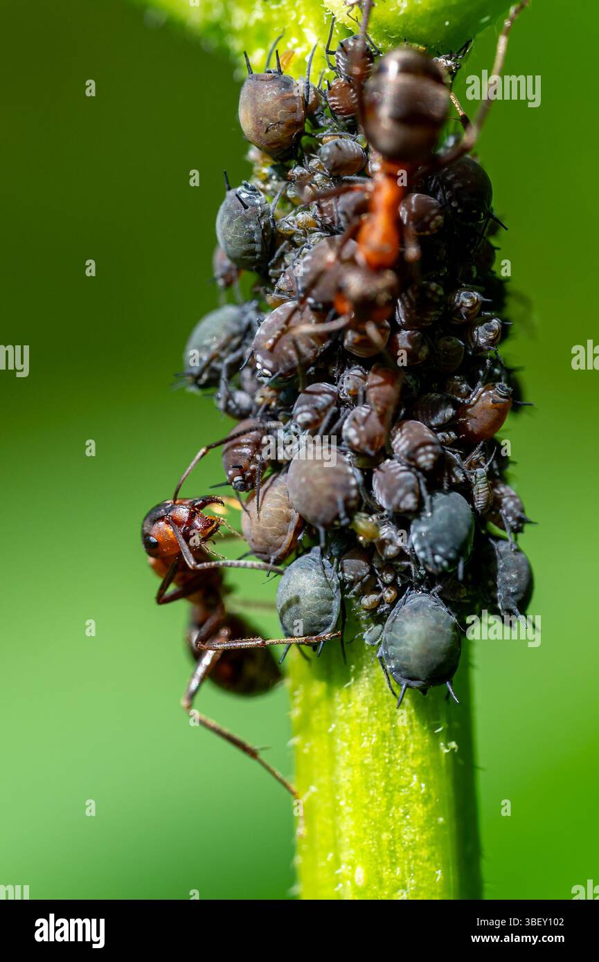 Macro close up of red wood ants (formica rufa) tending to black bean ...